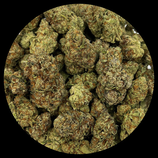 Sherblato Light Assist Greenhouse THCA Flower Full Size Buds – THCA King