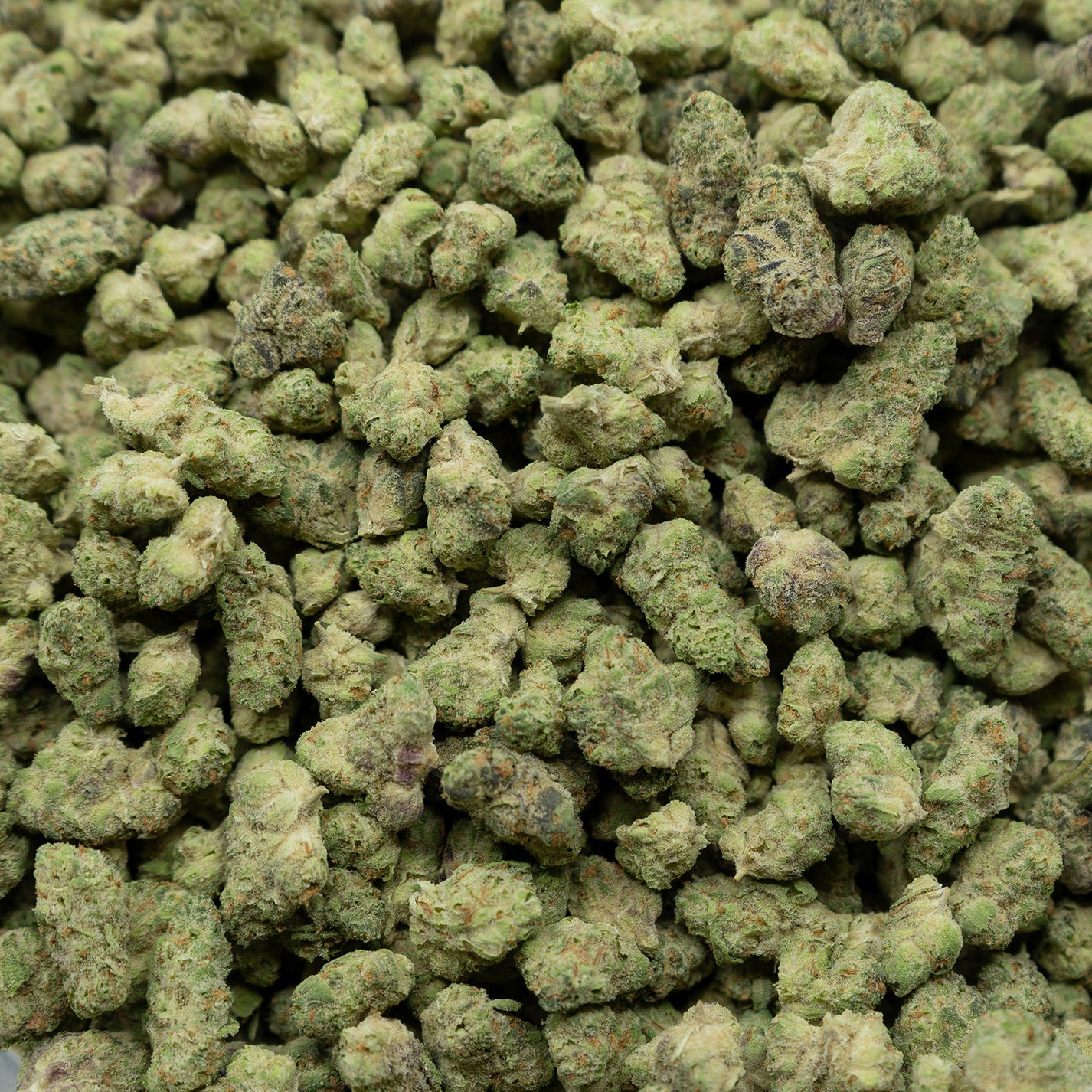 White Runtz Greenhouse High THCA Small Buds – THCA King